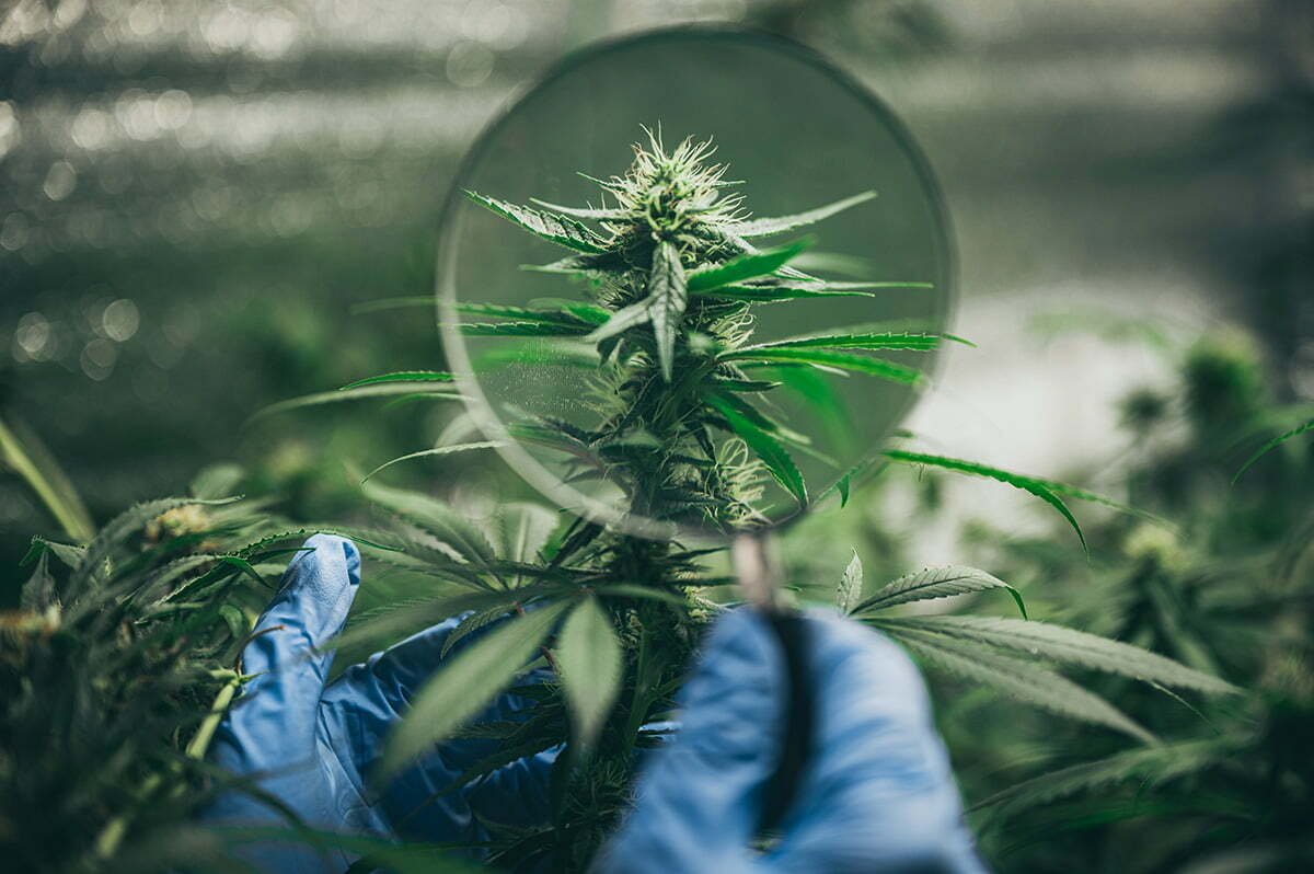 Instituto – Germinare